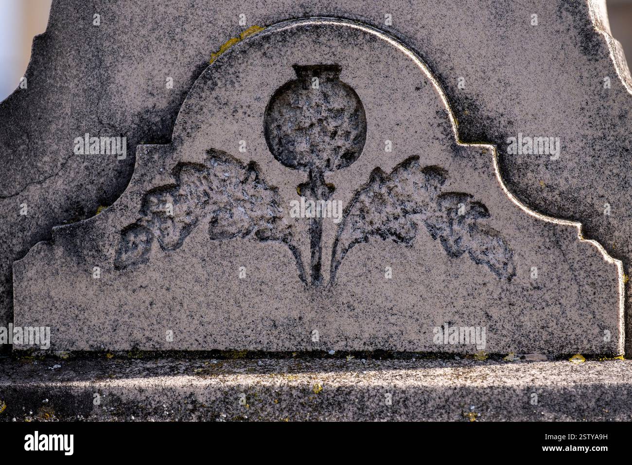 Cocoon dead hi-res stock photography and images - Alamy