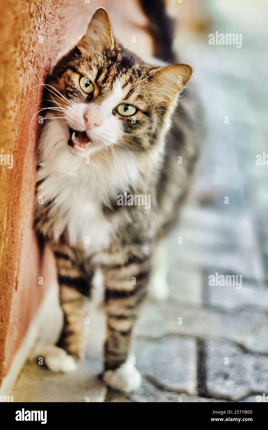 Long haired tabby street hi-res stock photography and images - Alamy