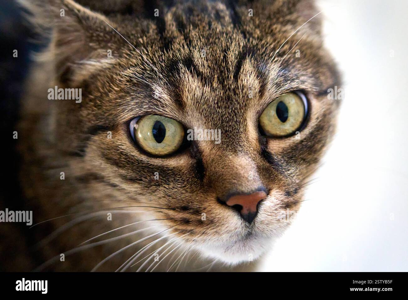 Bavaria, Germany - February 19, 2025: Close-up of a tabby cat with ...