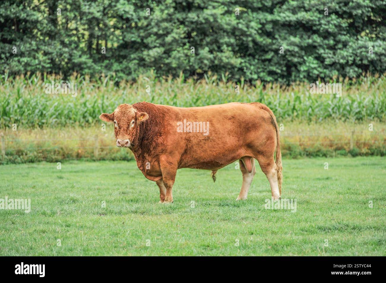 Pedigree South Devon bull standing in a field Stock Photo - Alamy
