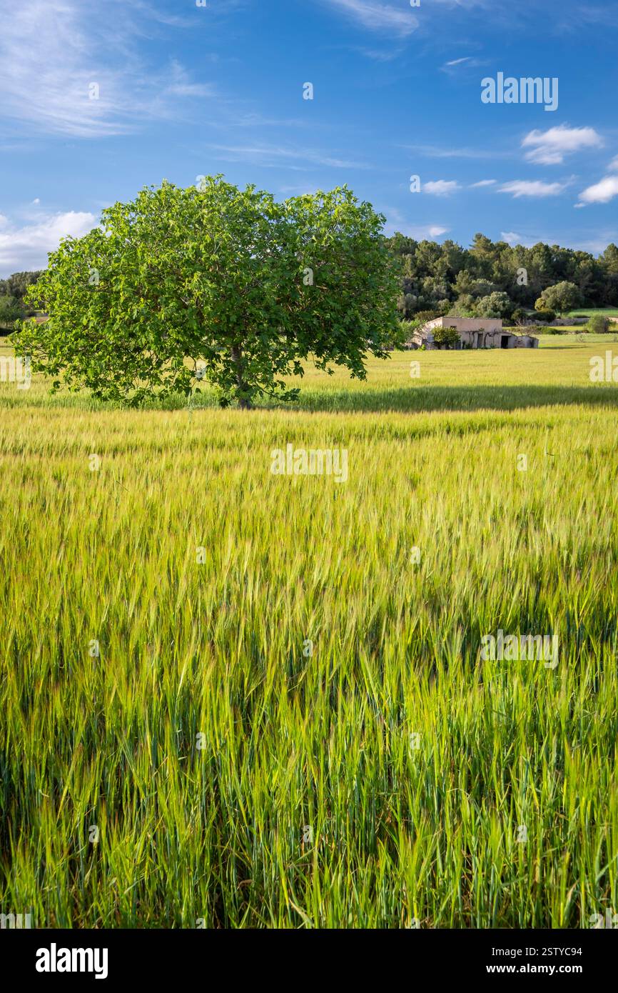 Open field crop production hi-res stock photography and images - Alamy