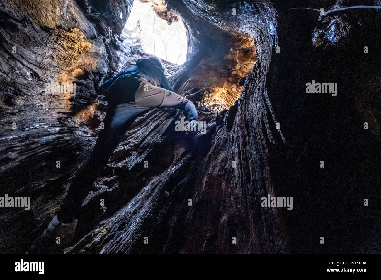 Ascending through the interior of the hollow trunk hi-res stock ...