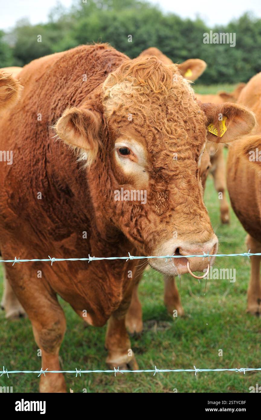 Pedigree South Devon bull behind barbed wire Stock Photo - Alamy