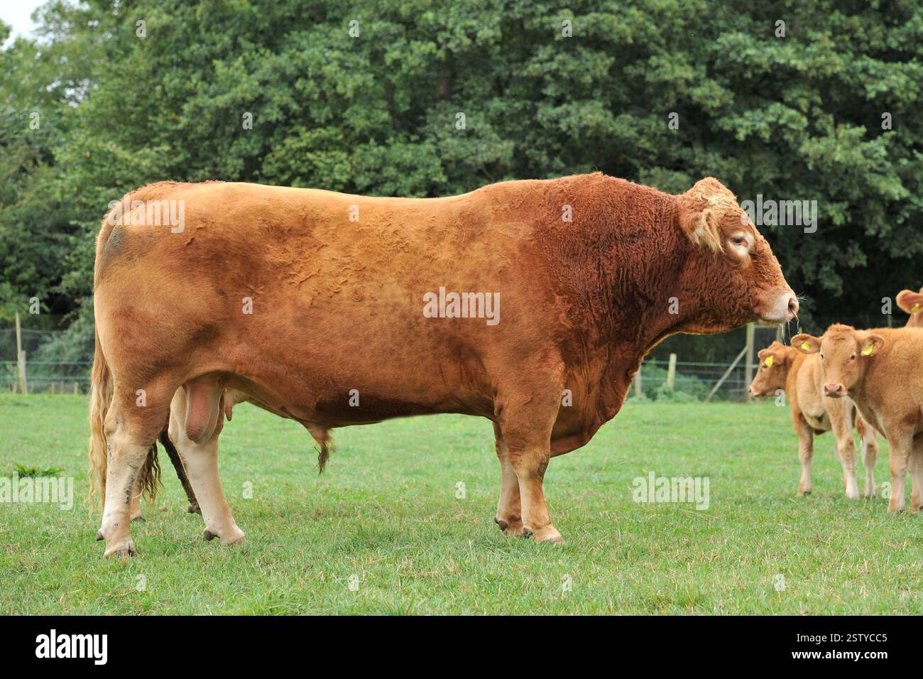 South devon bull hi-res stock photography and images - Alamy