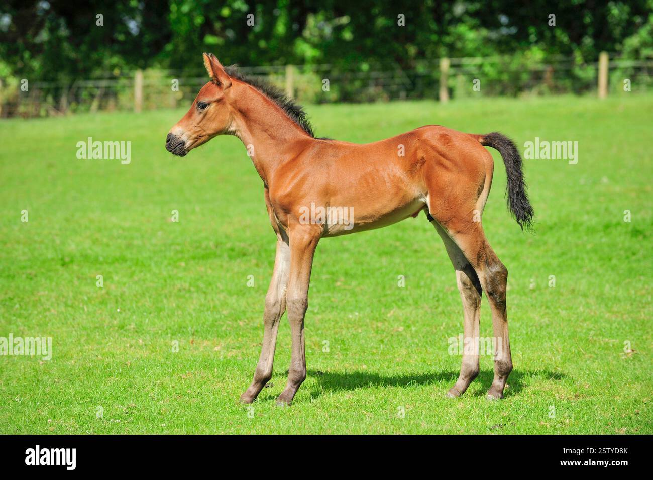 cute colt foal standing in a field Stock Photo - Alamy