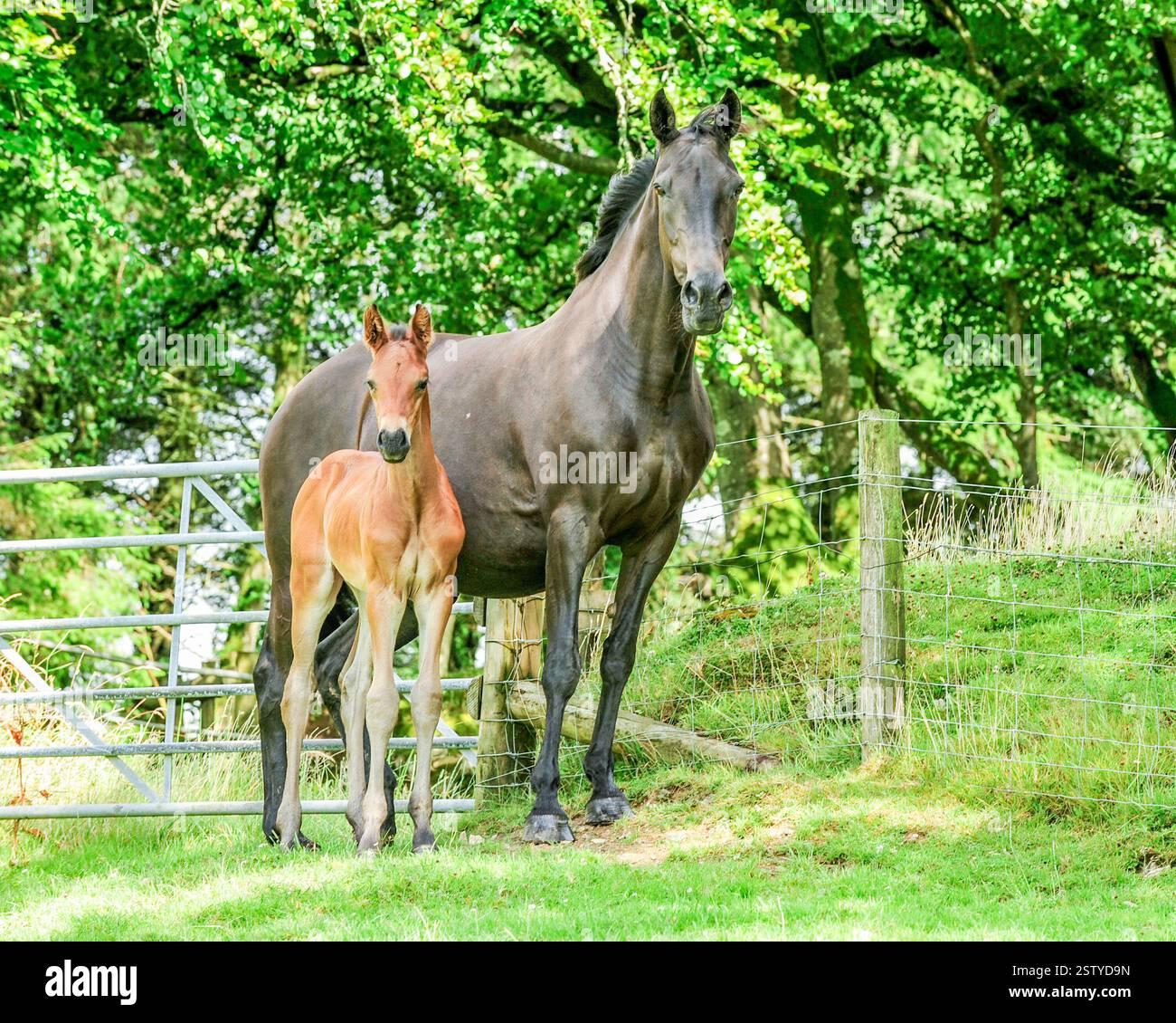 mare and her foal in a field in summer Stock Photo - Alamy