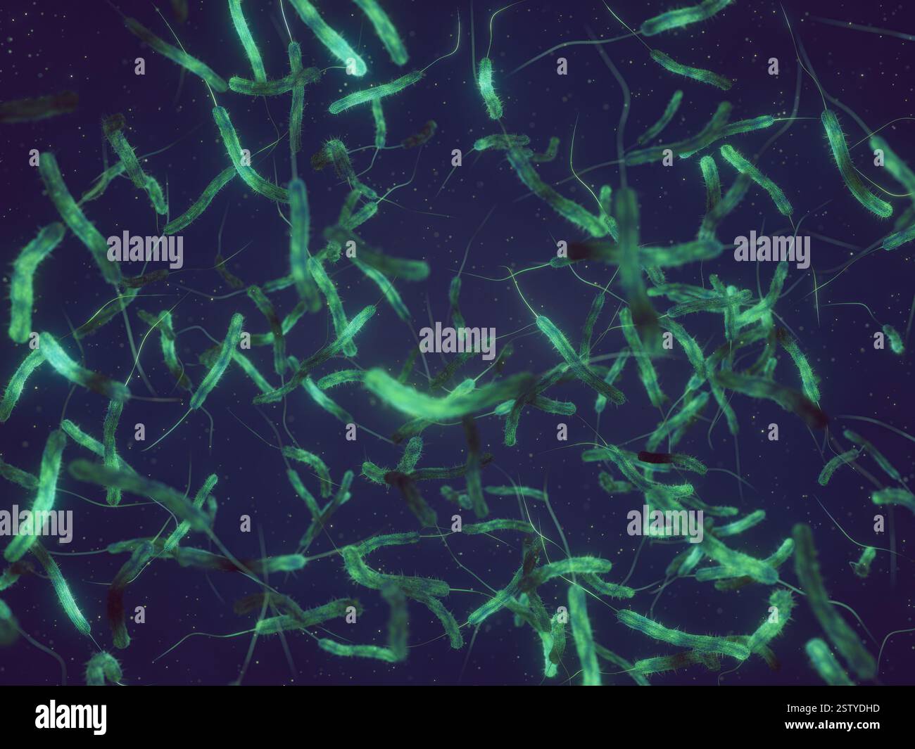 Cholera bacteria. Vibrio cholerae is a gram negative bacterium. Some ...