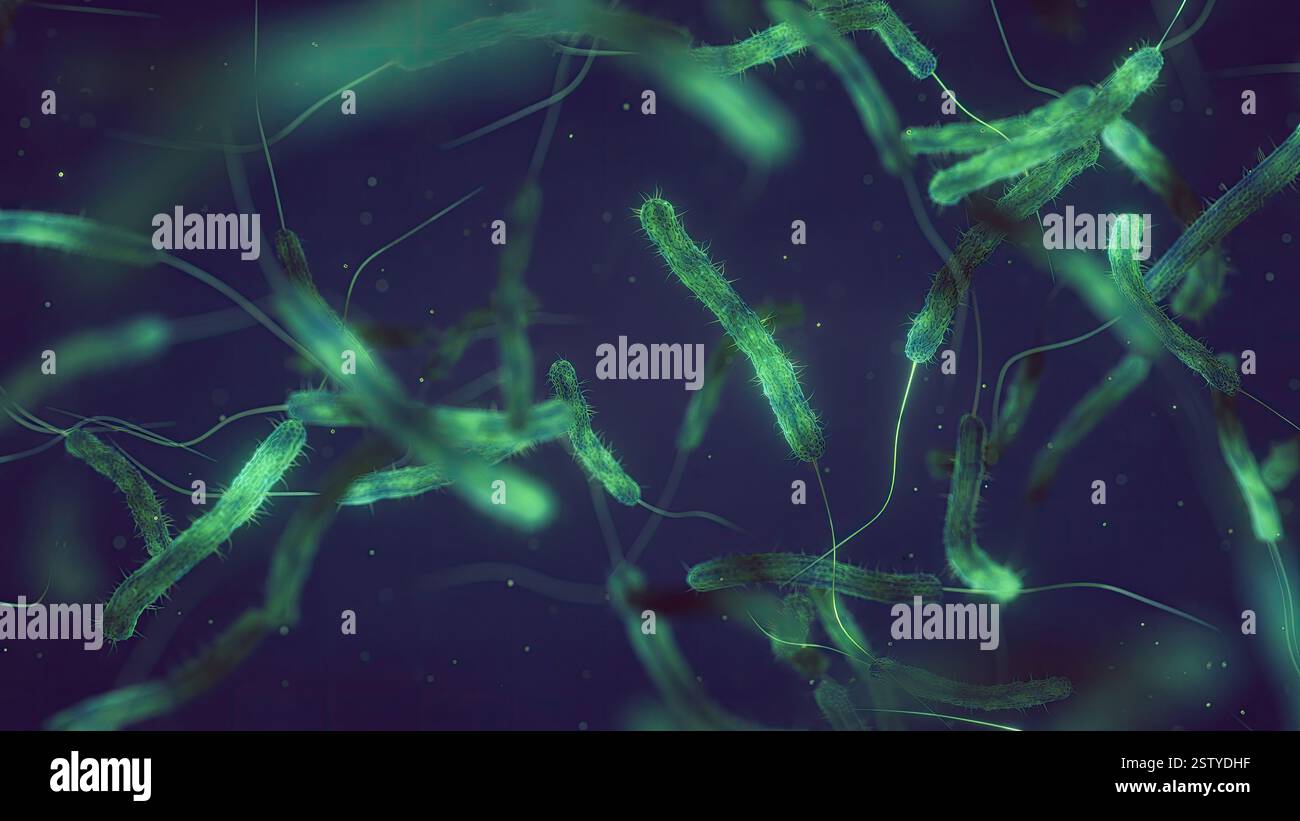 Cholera bacteria. Vibrio cholerae is a gram negative bacterium. Cholera ...