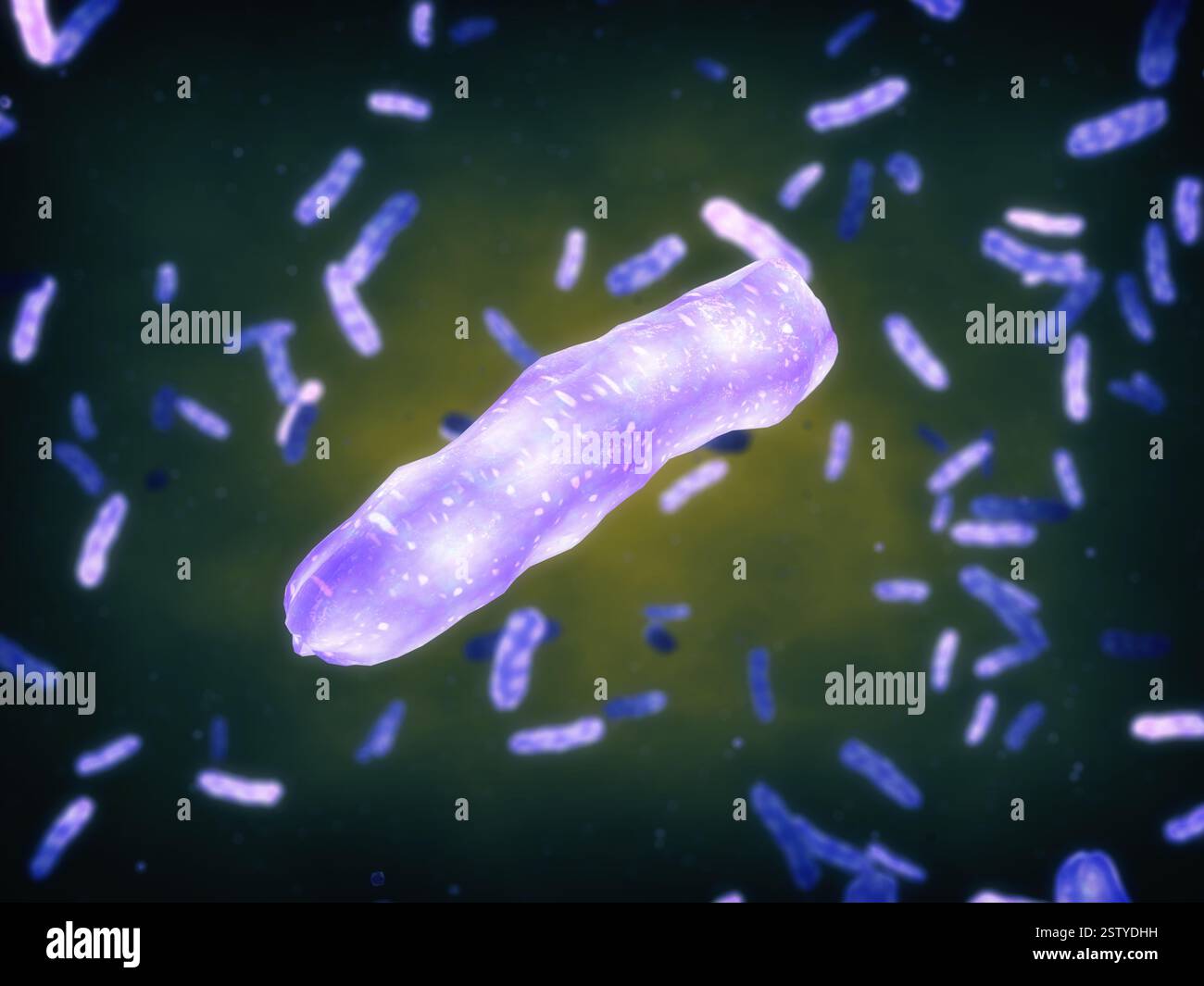 Mycobacterium leprae or Mycobacterium lepromatosis, a gram-positive ...