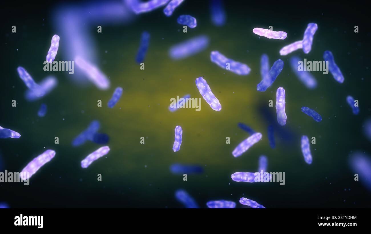 Mycobacterium leprae or Mycobacterium lepromatosis, a gram-positive bacteria which is the cause ...