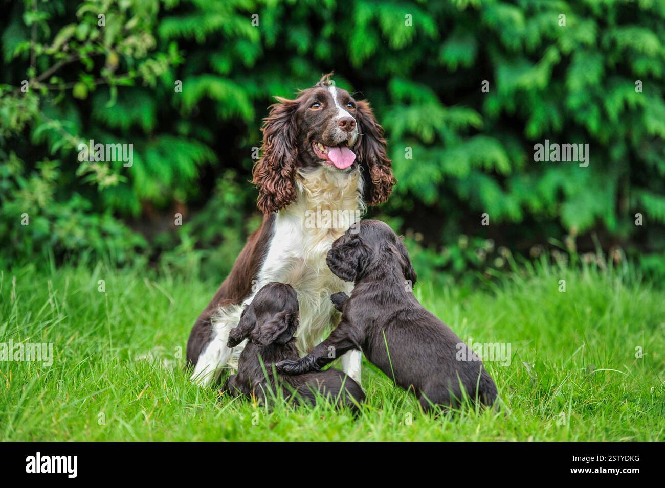 Liver white springer spaniel puppies hi-res stock photography and ...