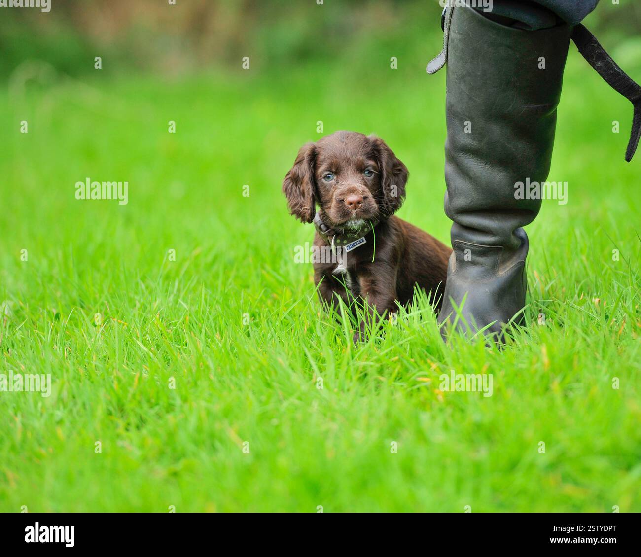 working cocker spaniel puppy sitting with dog trainer Stock Photo - Alamy