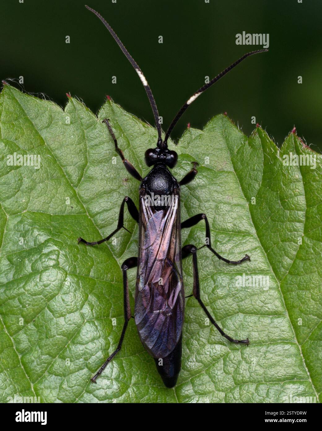 Dorsal view of Male Stenichneumon culpator Ichneumon wasp at rest on ...