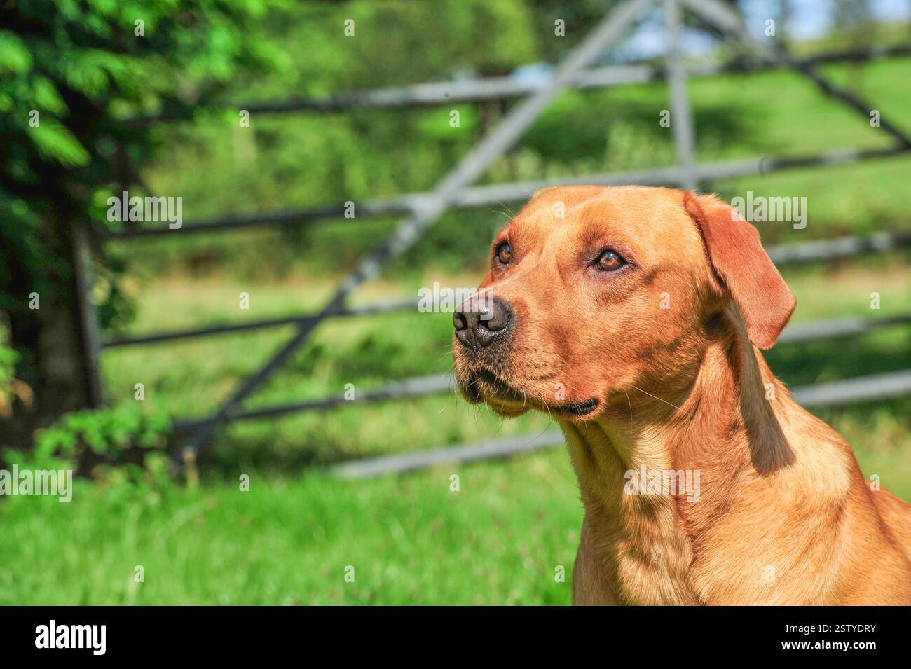 working fox red labrador gundog Stock Photo - Alamy