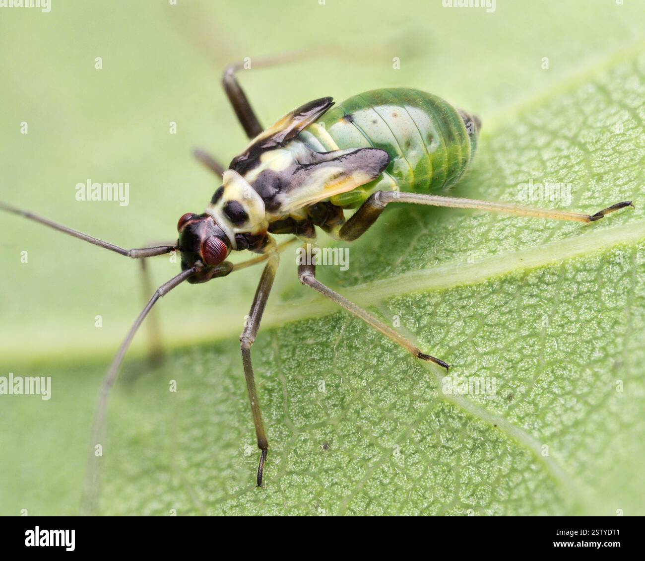 Grypocoris stysi mirid bug nymph on underside of leaf. Tipperary ...