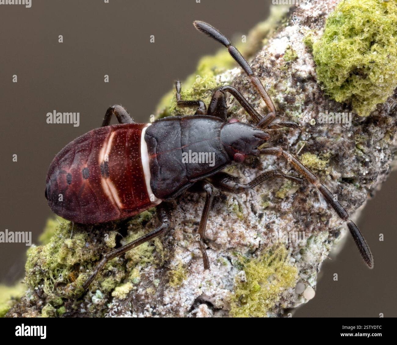Pine Cone Bug nymph (Gastrodes grossipes) at rest on twig Stock Photo ...