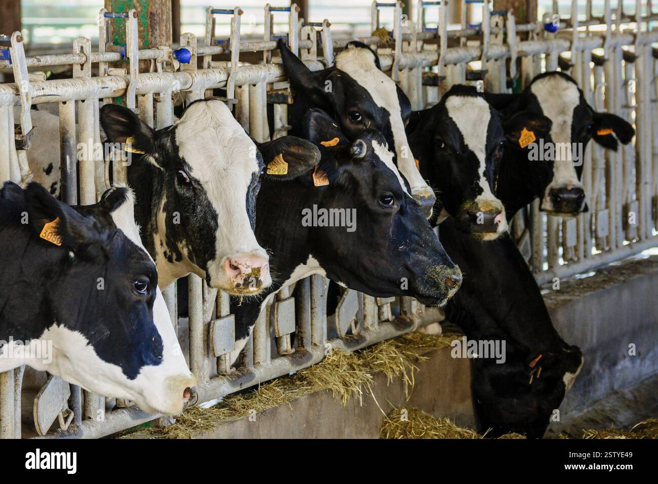 Barn horse food hi-res stock photography and images - Alamy