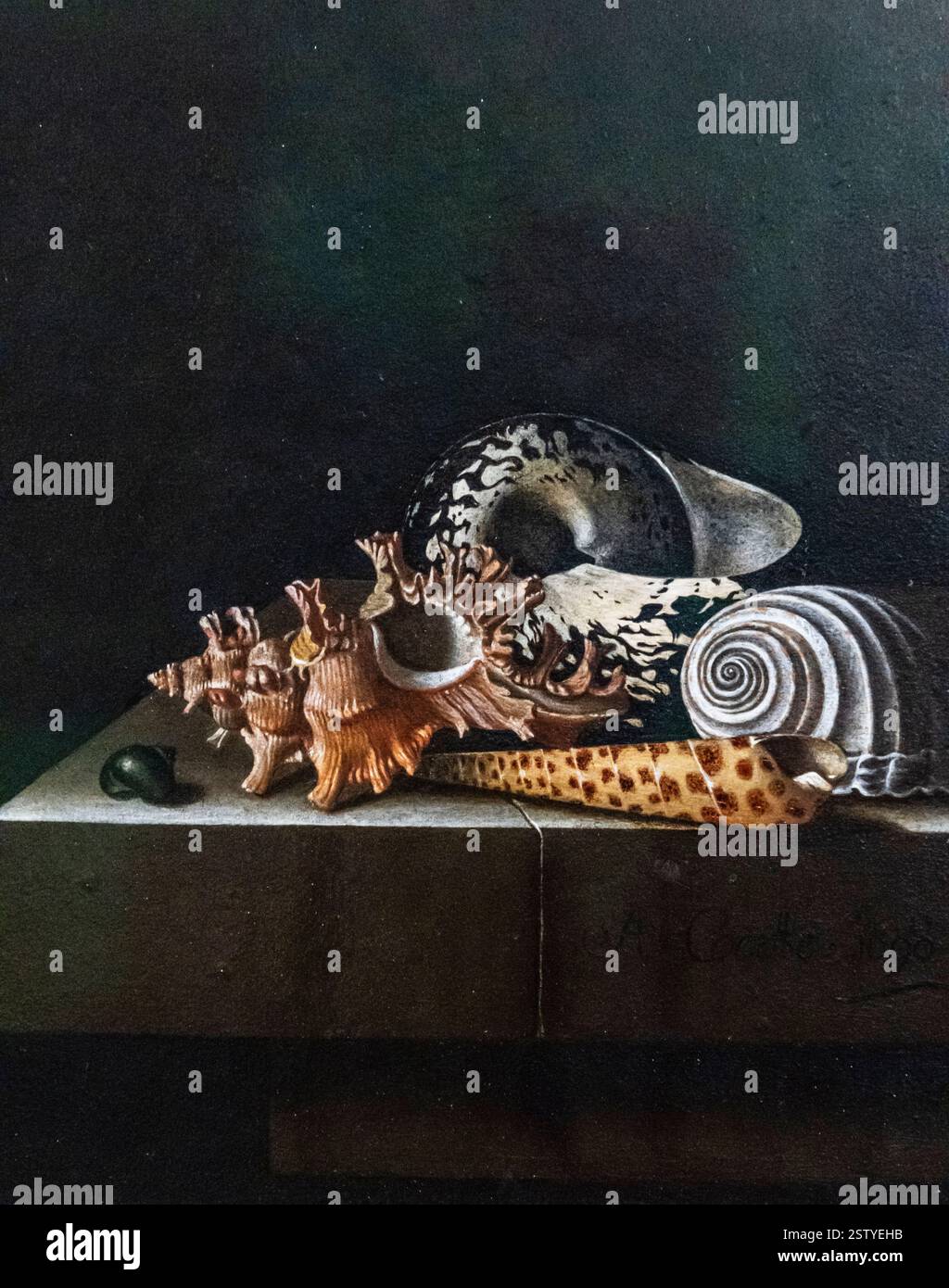 Shells on a Stone Plinth Stock Photo - Alamy