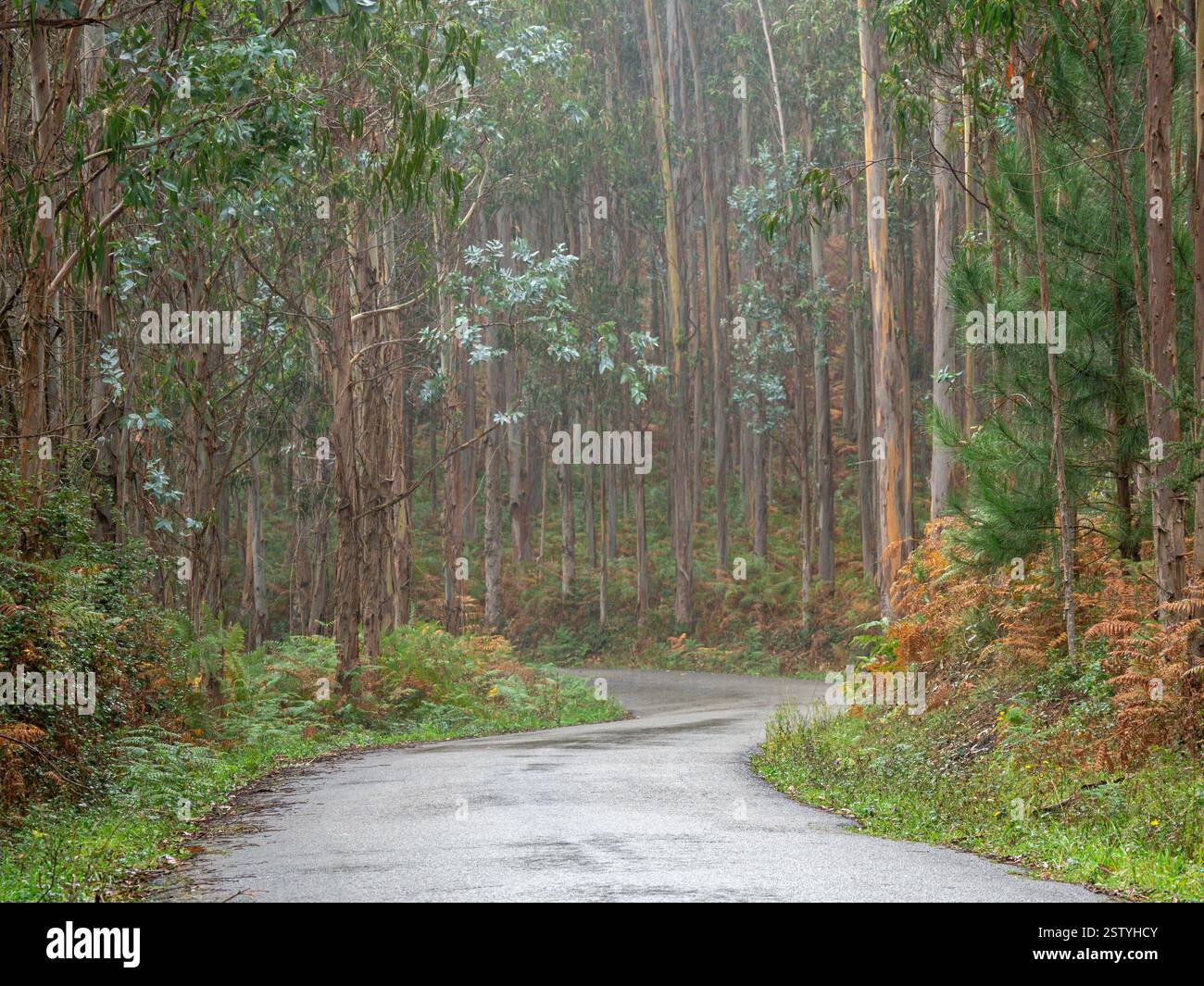 Rural road through a plantation of Eucalyptus Stock Photo - Alamy