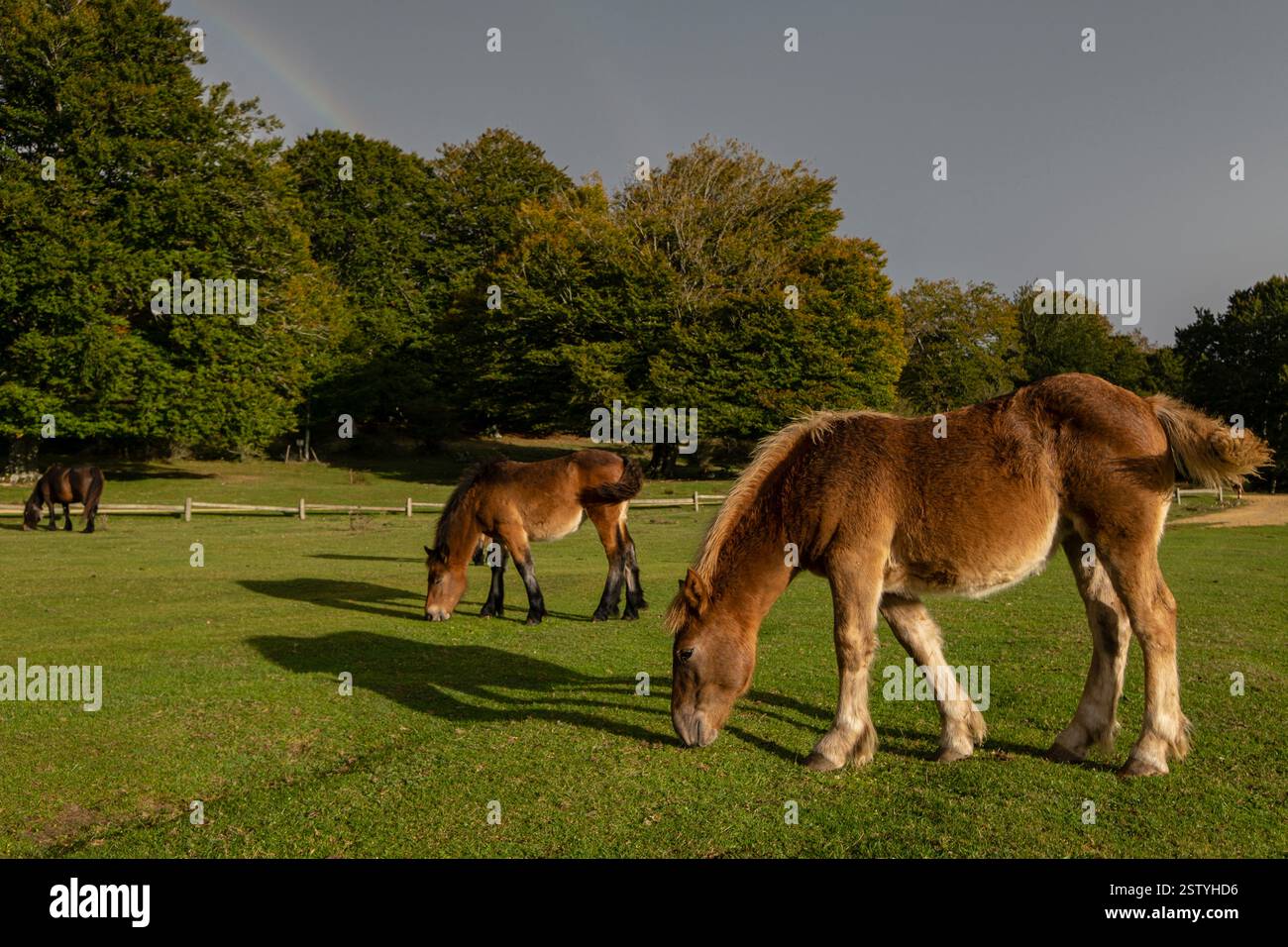 grazing foals, Legaire Megalithic Park, Legaire fields , Álava, Basque ...