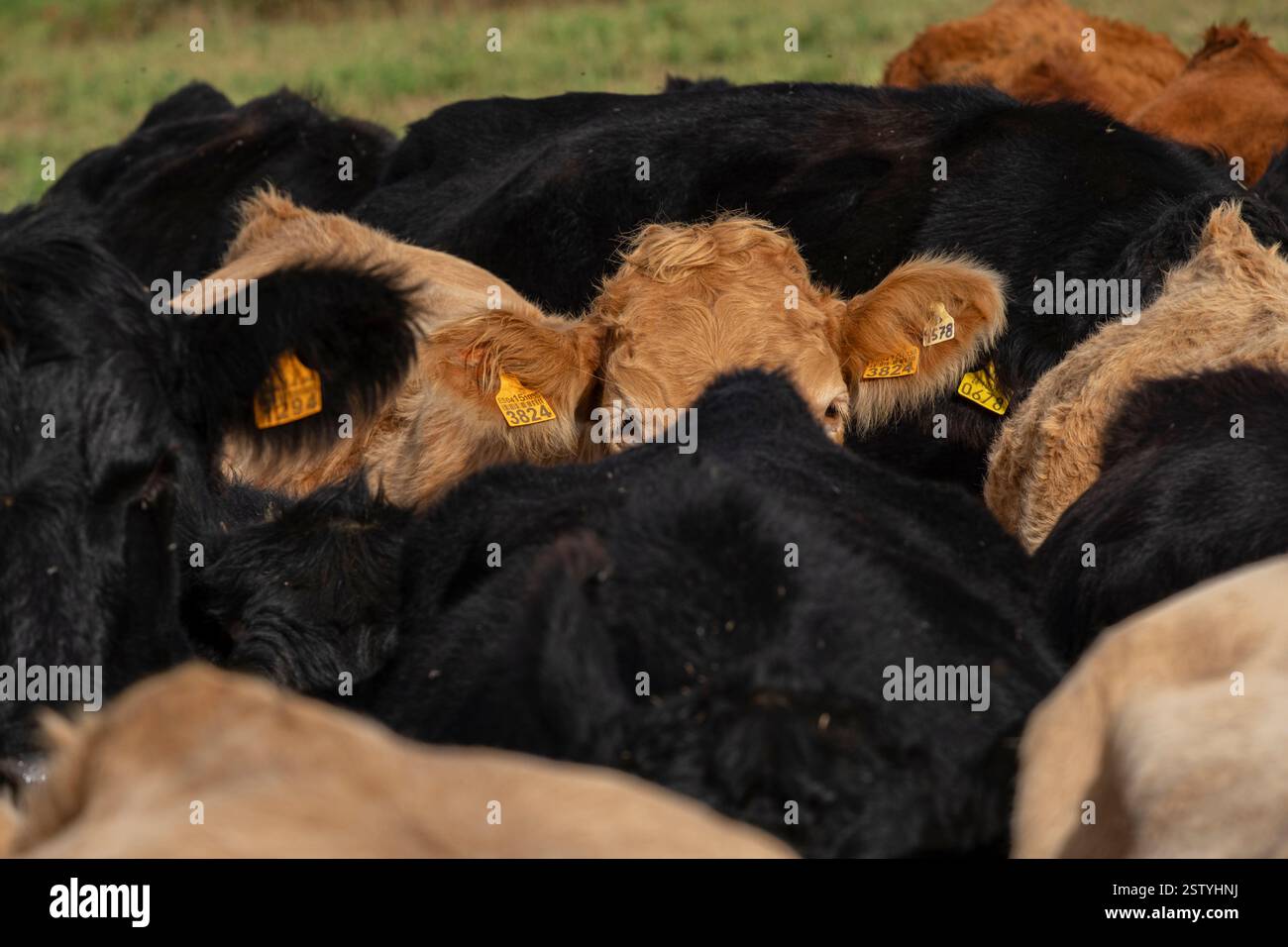 Cows in heat Stock Photo - Alamy