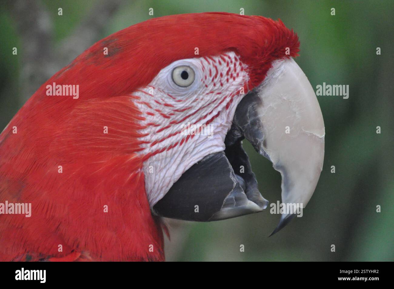 scarlet macaw head (open beak Stock Photo - Alamy