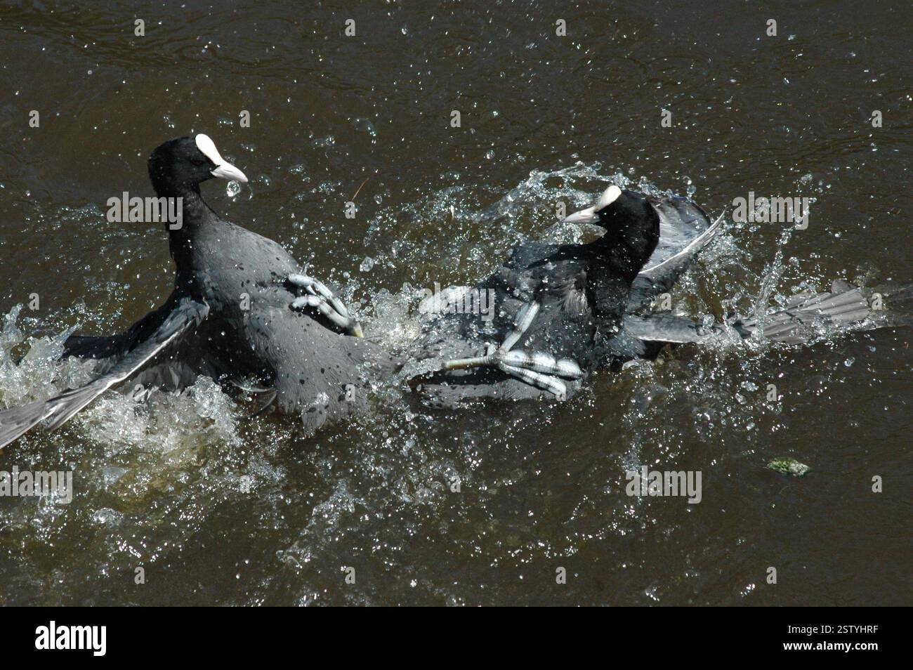 Coot territorial fight hi-res stock photography and images - Alamy