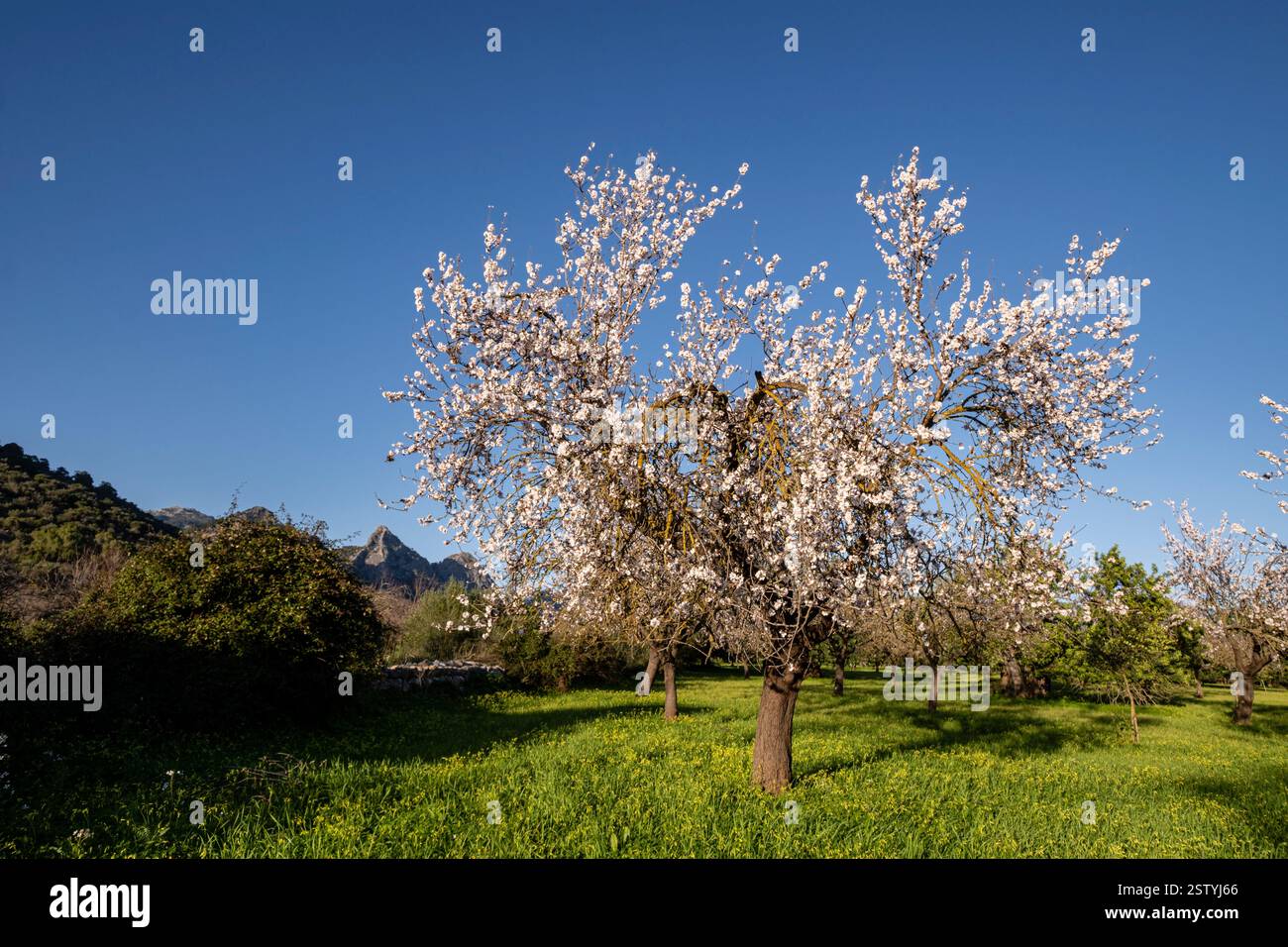 Almond tree roots hi-res stock photography and images - Alamy