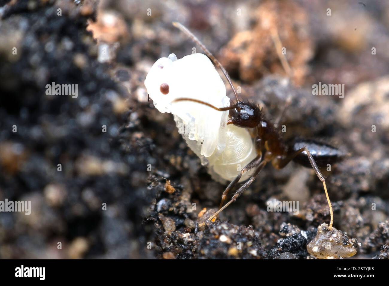 Group ants on ground close hi-res stock photography and images - Alamy