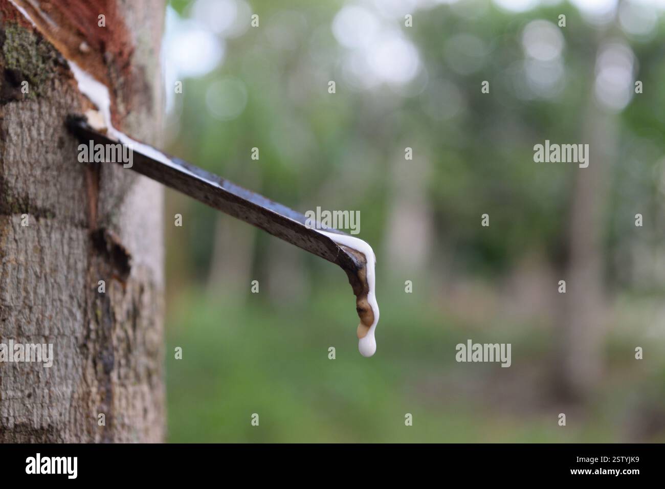 Natural latex dripping from a rubber tree at a rubber tree plantation ...