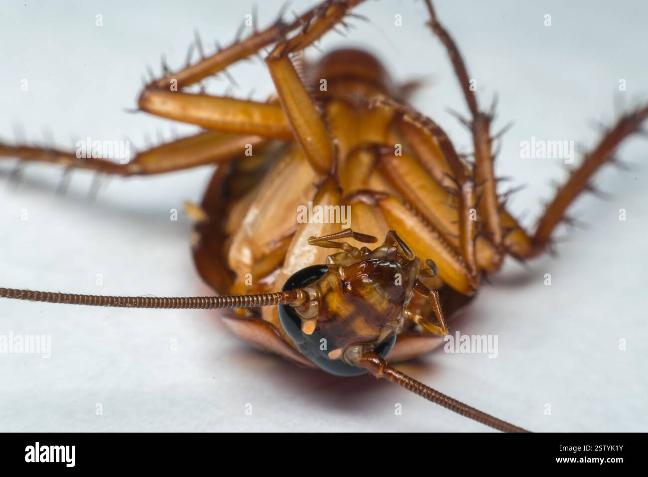 Macro of cockroach insects of the order Blattodea. Cockroach is carrier ...