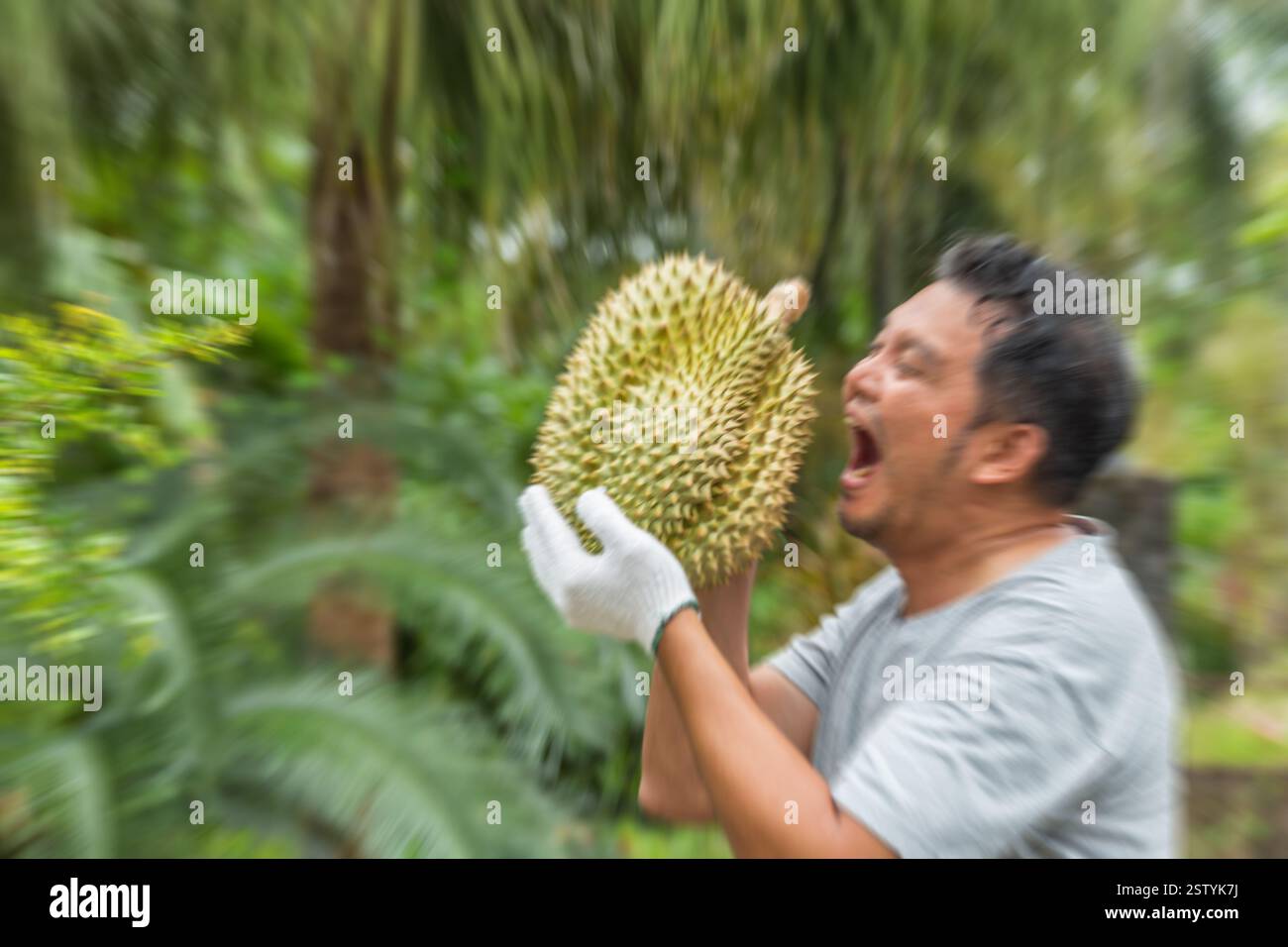 Asian man farmer holding Durian is a king of fruit in Thailand and asia ...