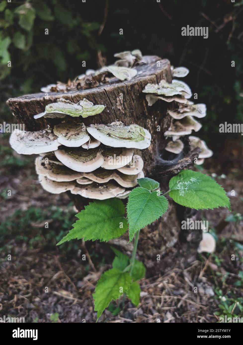 Turkey tail fungi (Trametes versicolor) growing on a tree stump in the ...