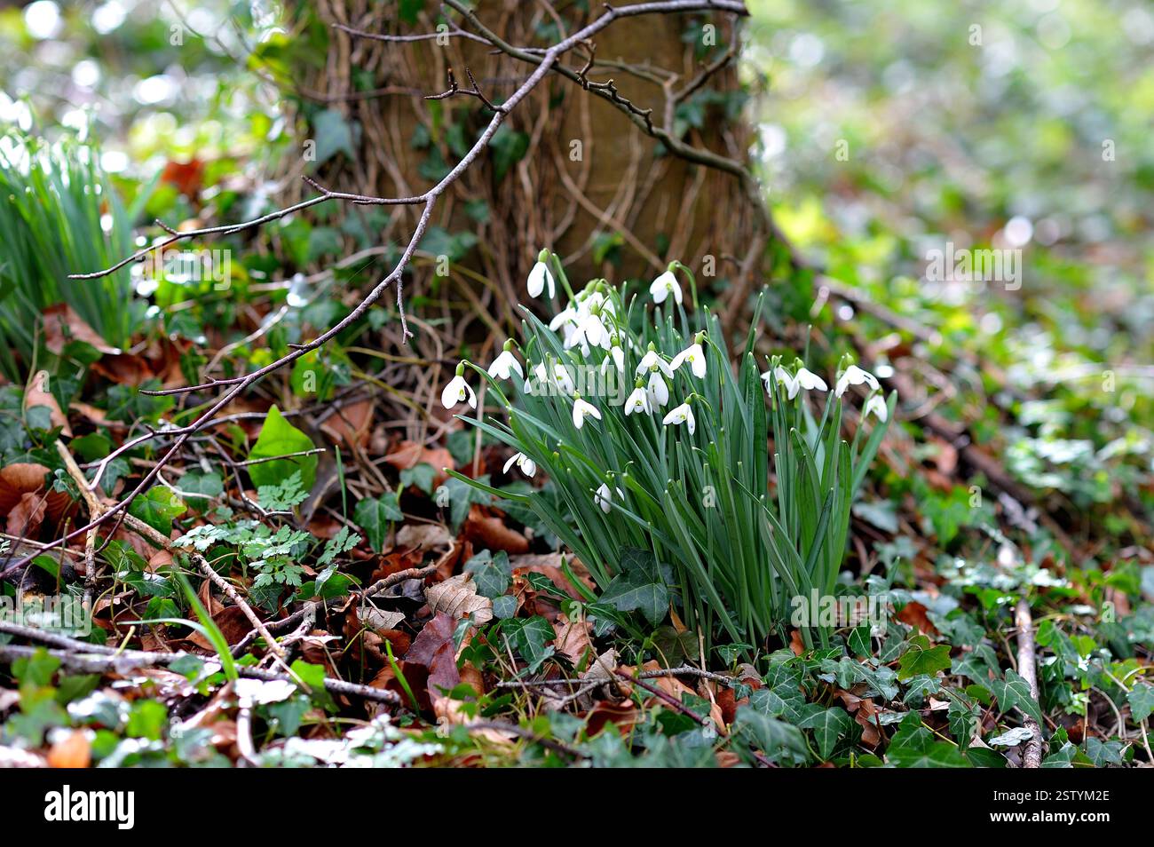 English snowdrop Galanthus with tree trunk in background Stock Photo ...