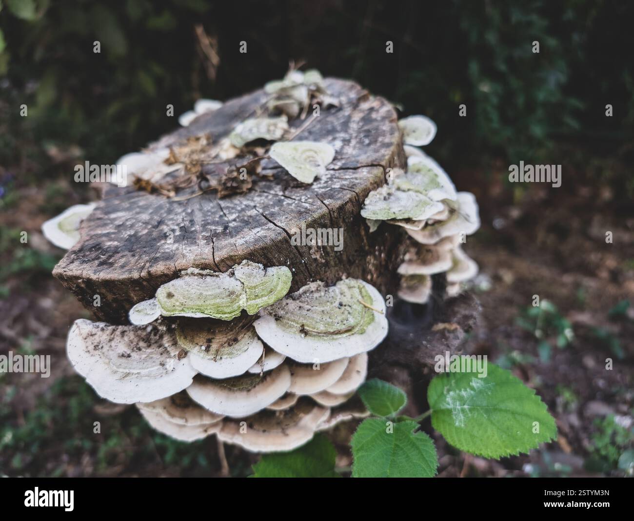 Turkey tail fungi (Trametes versicolor) growing on a tree stump in the ...