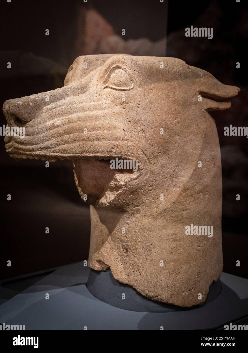 Wolf head hi-res stock photography and images - Alamy