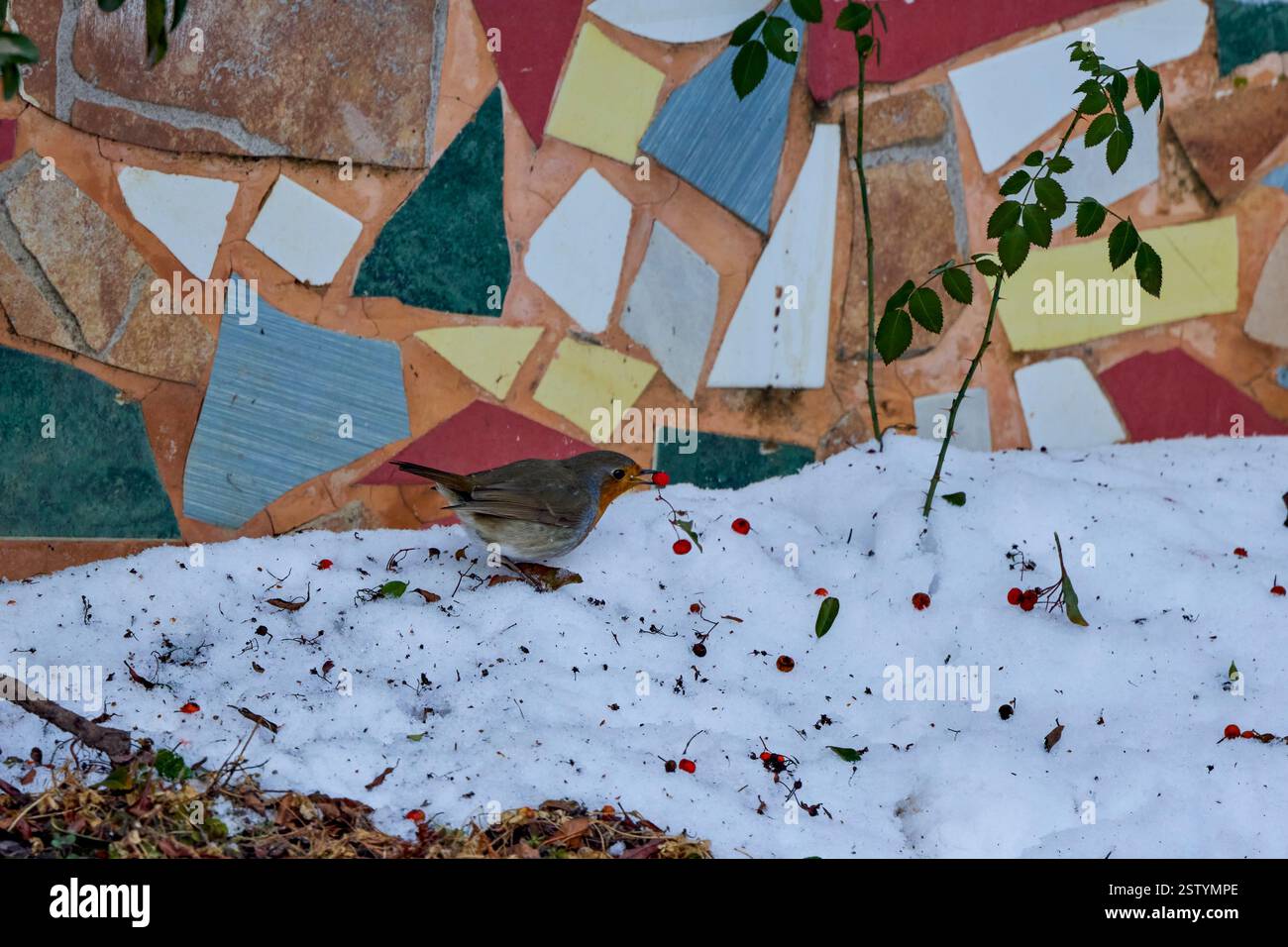 (Erithacus rubecula), also called the red robin, seeks out the fruits ...