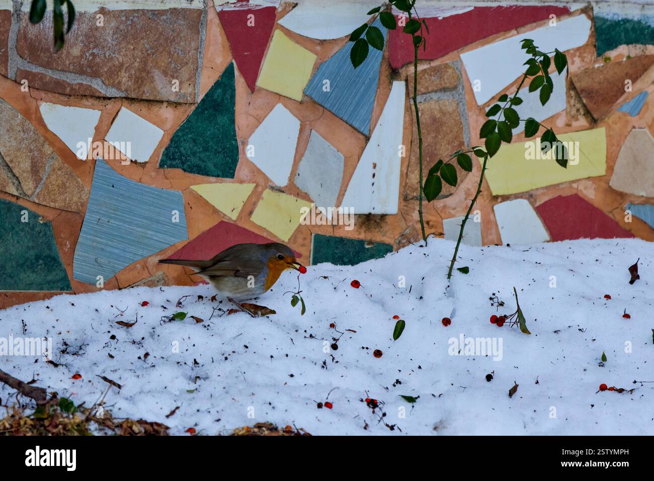 (Erithacus rubecula), also called the red robin, seeks out the fruits ...