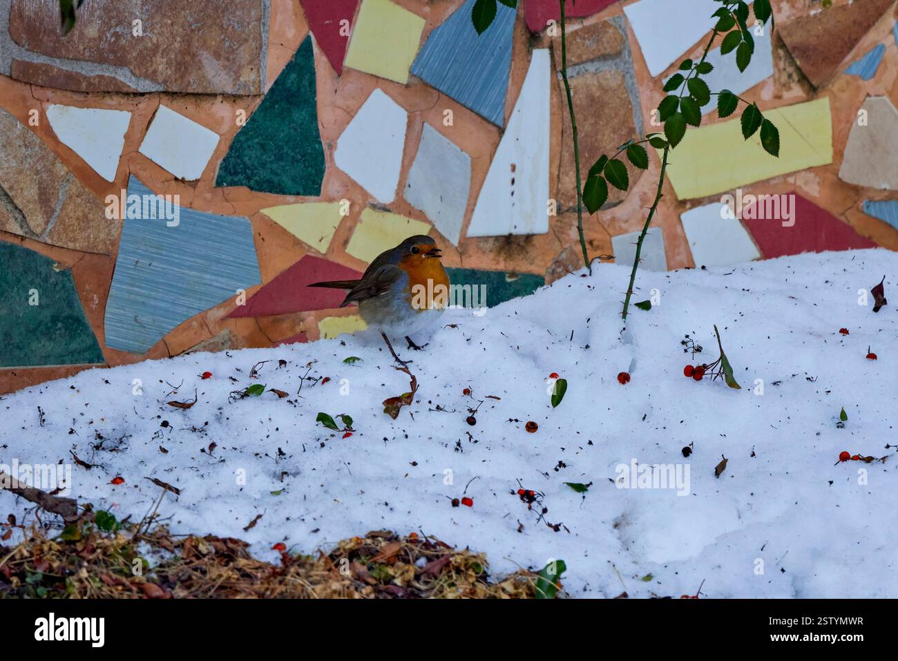 (Erithacus rubecula), also called the red robin, seeks out the fruits ...