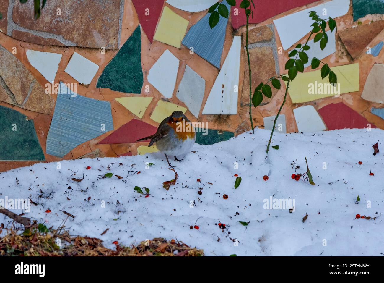 (Erithacus rubecula), also called the red robin, seeks out the fruits ...