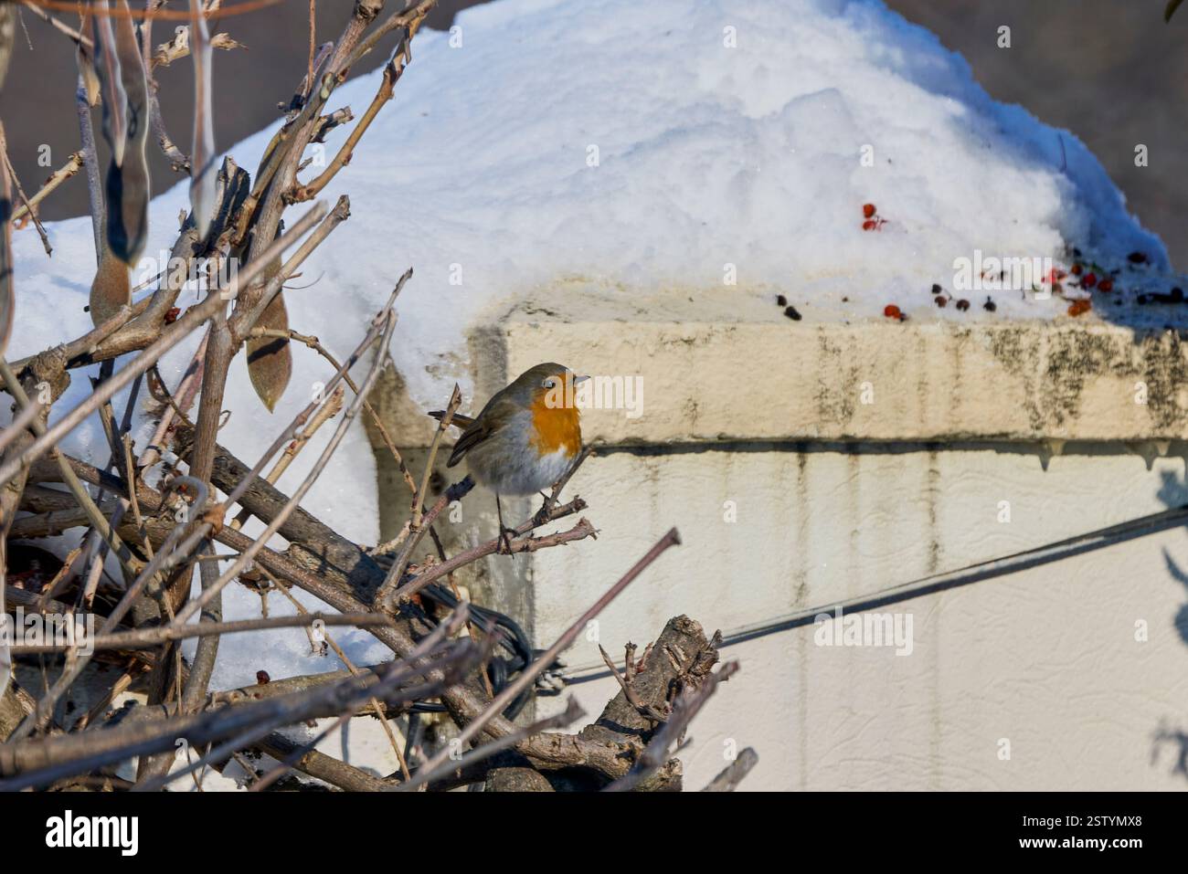 (Erithacus rubecula), also called the red robin, seeks out the fruits ...