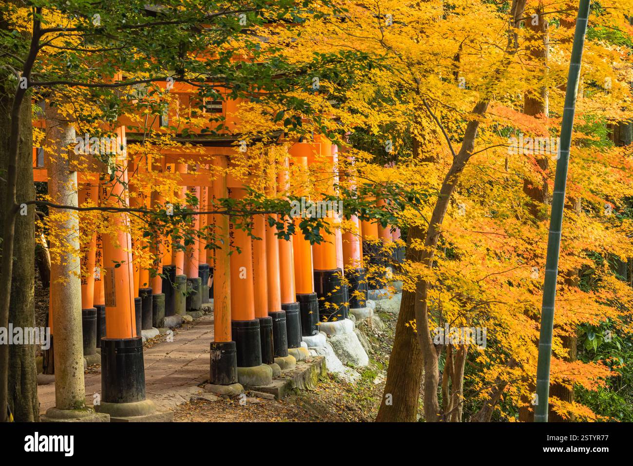 Vermilion torii and autumn leaves of Fushimi Inari Taisha Shrine in ...