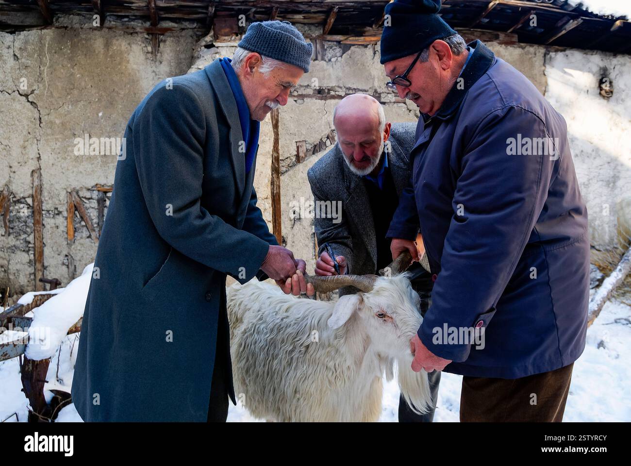Cattle fair during the feast of sacrifice. Safranbolu ( Unesco World ...