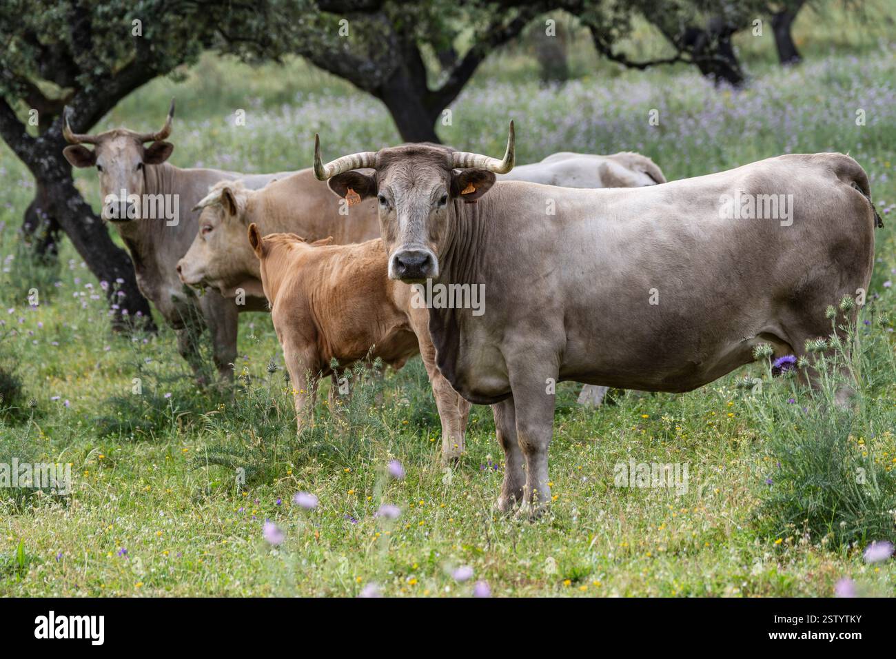 Grazing cows on typical pasture Stock Photo - Alamy