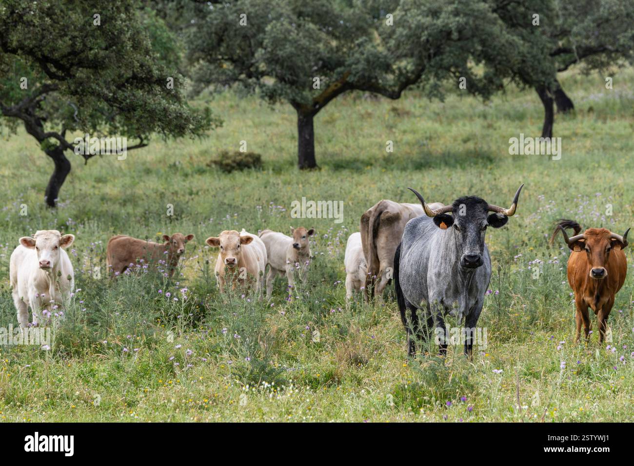Grazing cows on typical pasture Stock Photo - Alamy