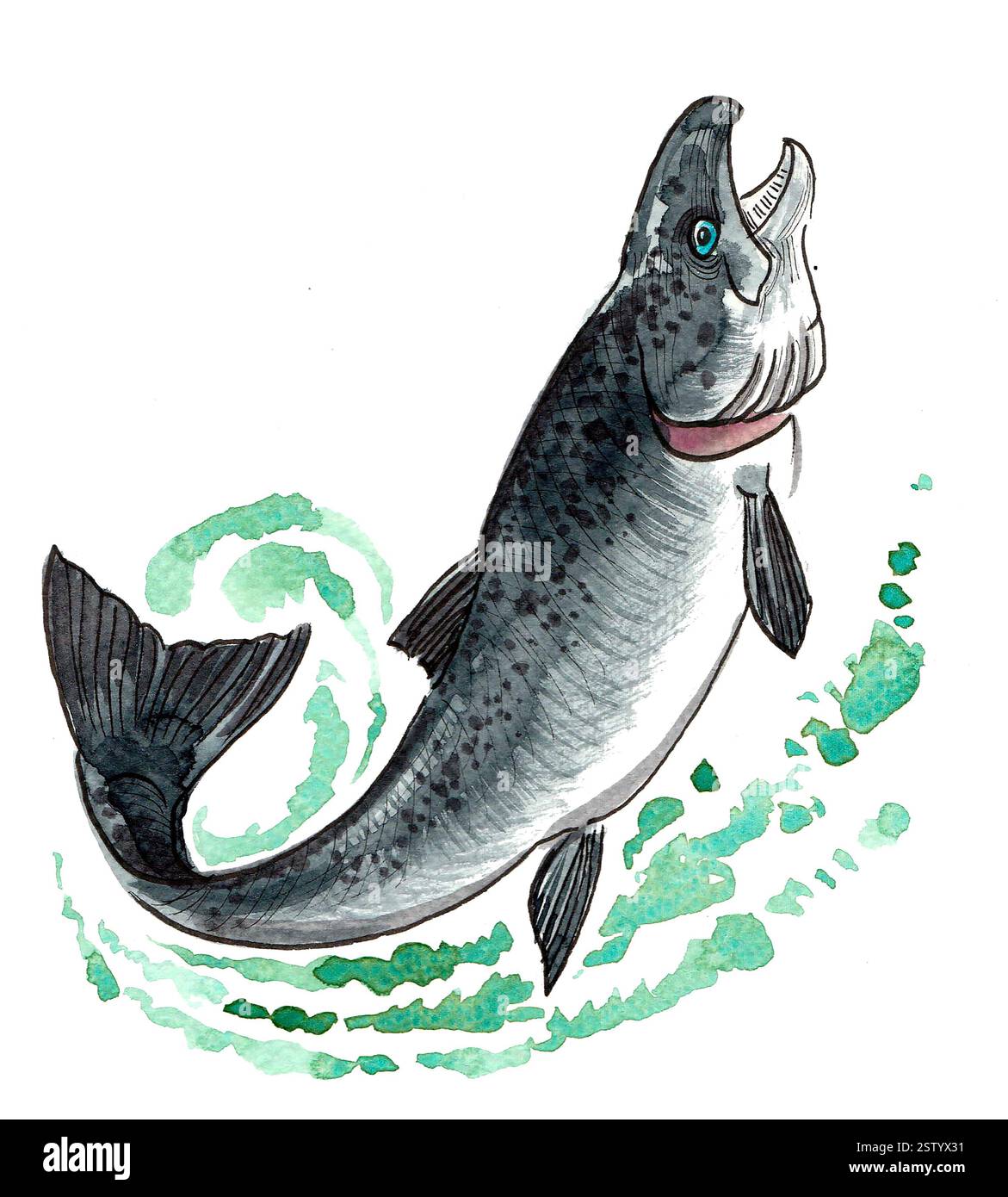 Salmon fish. Hand drawn watercolour illustration Stock Photo - Alamy