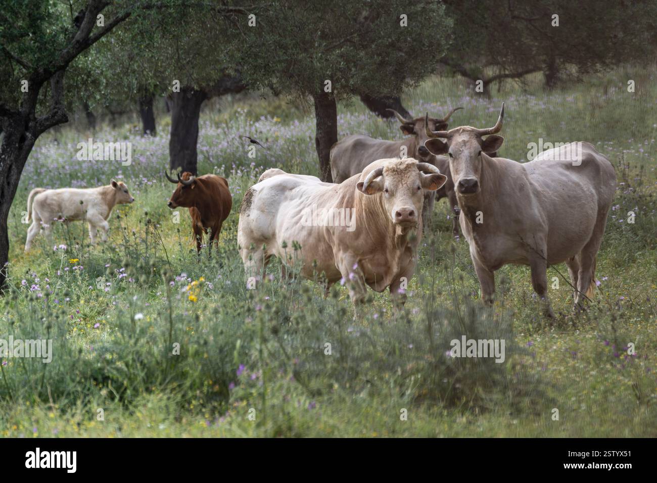 Grazing cows on typical pasture Stock Photo - Alamy