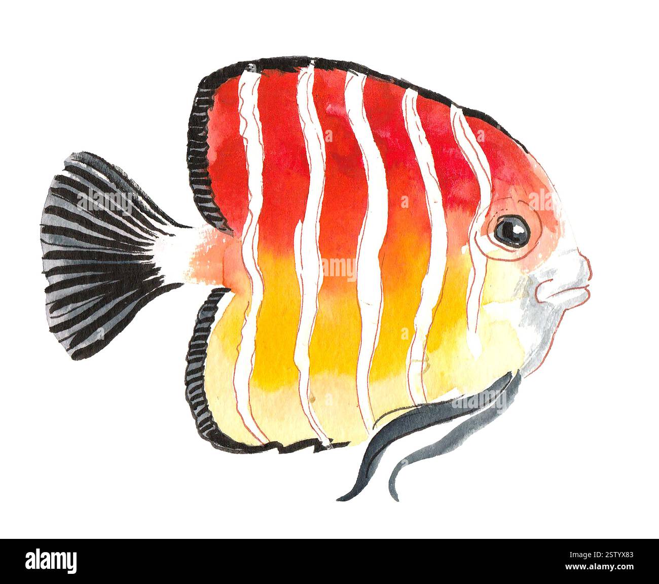 Coral reef fish. Hand drawn watercolour illustration Stock Photo - Alamy