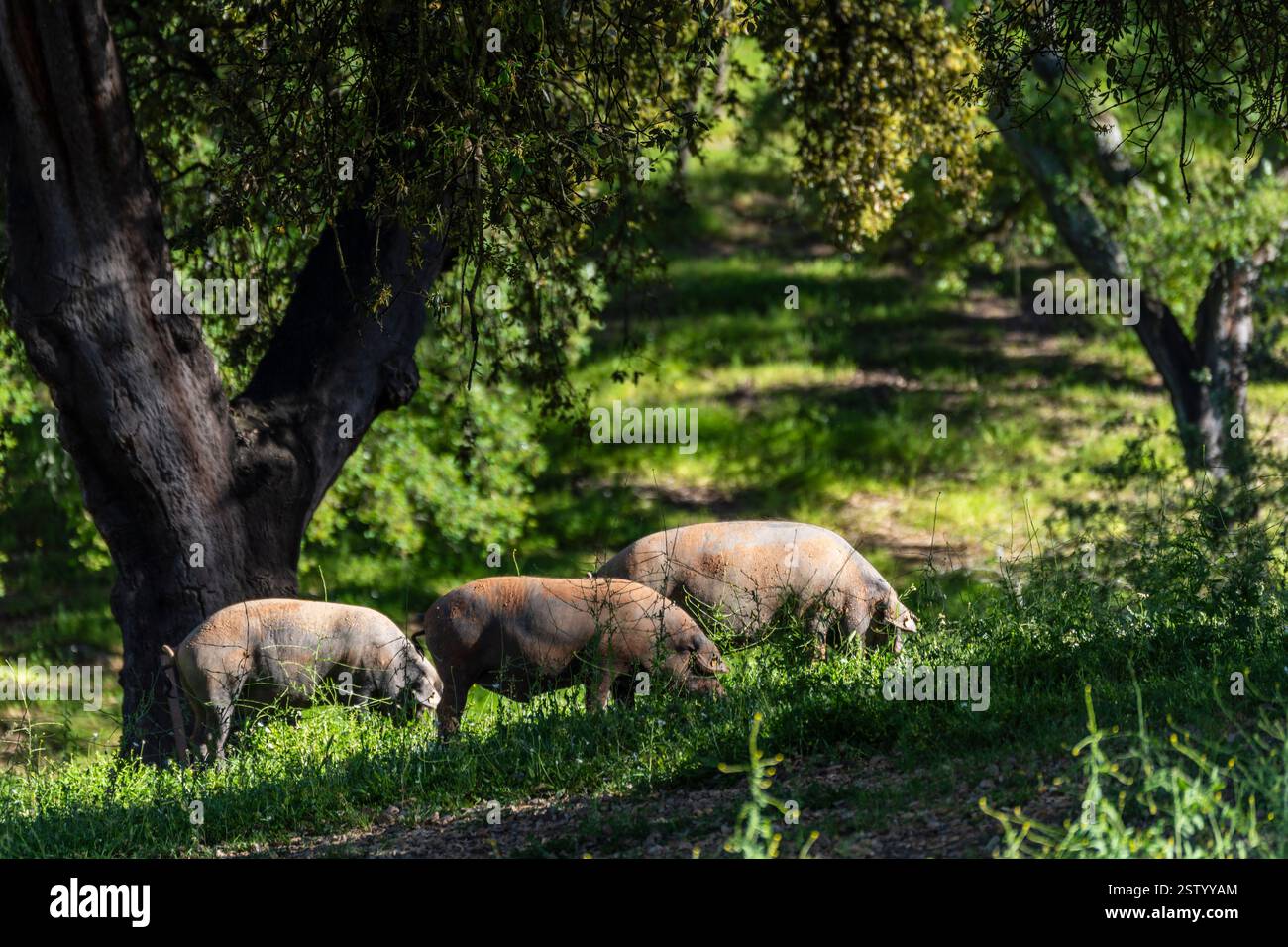 Iberian trunk hi-res stock photography and images - Alamy