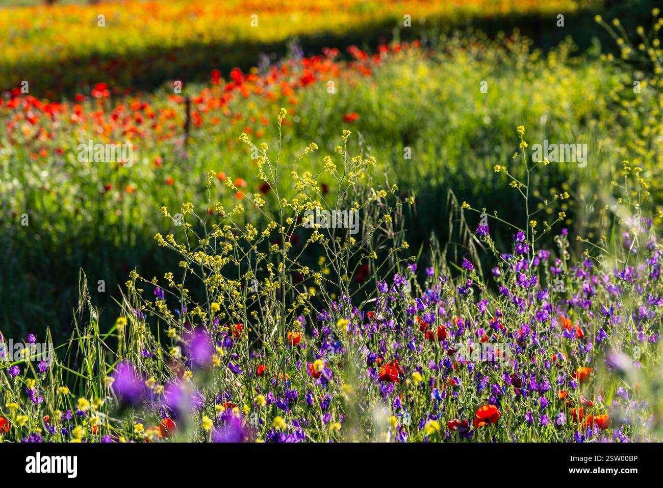 Flowering wooded grasslands in spring Stock Photo - Alamy